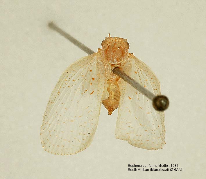 Papua Insects Foundation (Hemiptera/Auchenorrhyncha/leafhopper ...